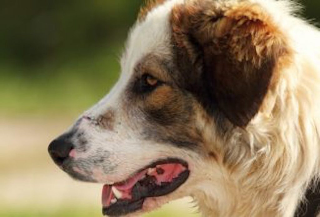 Choosing the Best Farm Dogs for Your Farm - Countryside